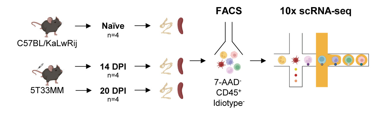 Belgian scientists create a scRNA-seq atlas of the multiple myeloma ...